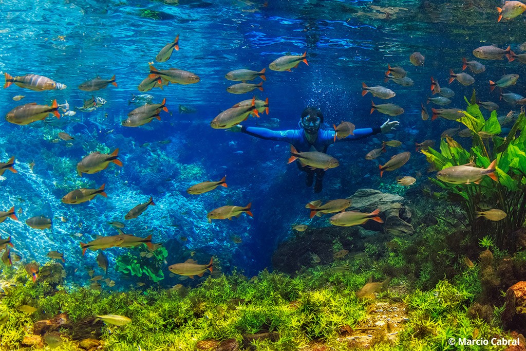 Flutuação na Nascente Azul | Bonito/MS | Natureza Tour